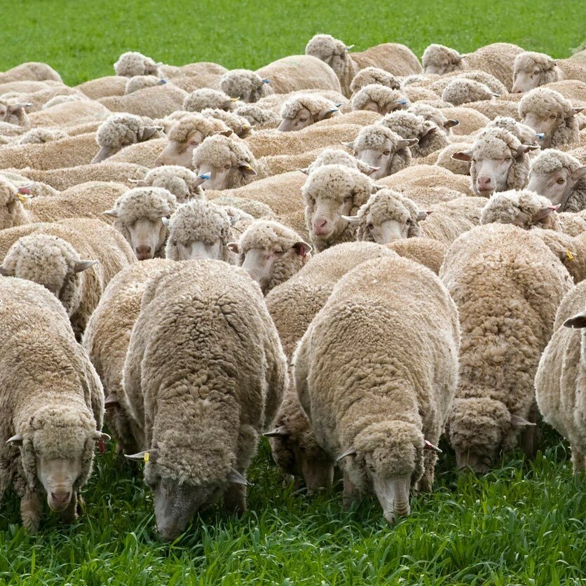 Hayvancılık Elstado, Irkutsk, foto