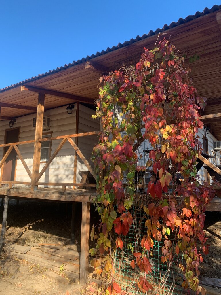 Resort oteller, tesisler Les i Ryba, Astrahanskaya oblastı, foto