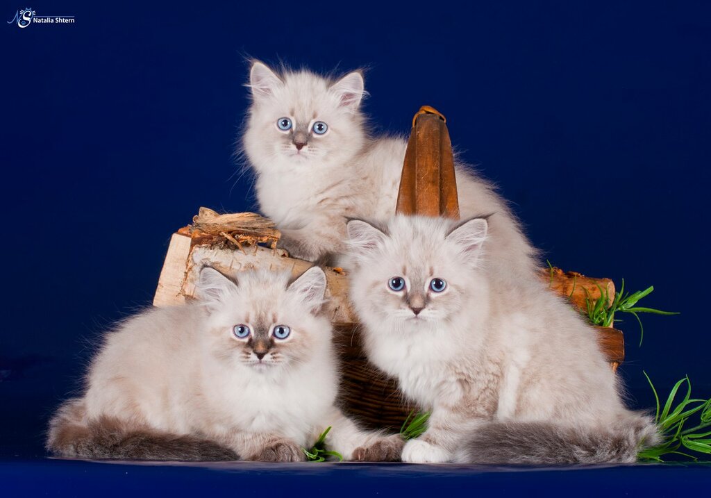 Evcil hayvan yetiştiricileri Nevskay Krasa, Saint‑Petersburg, foto