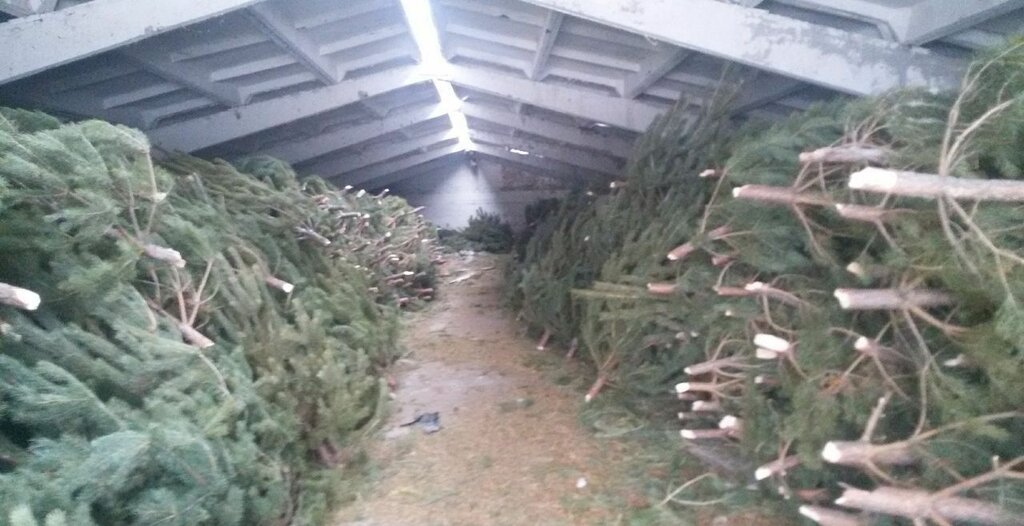 Çam ağacı pazarı Sosny, Kuznetsk, foto