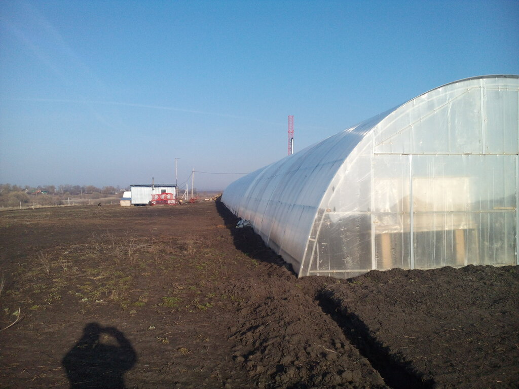 Sera ve bahçe ürünleri Vkusnosad, Riazanskaya oblastı, foto