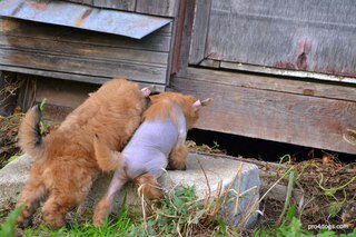 Hayvanat bahçesi merkezi Dressirovka sobak, Sergiyev Posad, foto