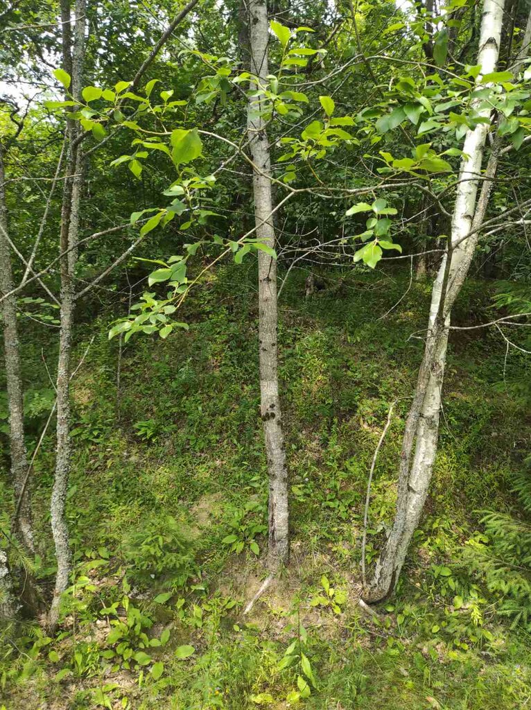 Dağ zirvesi Гора Дубовая, Minskaya oblastı, foto