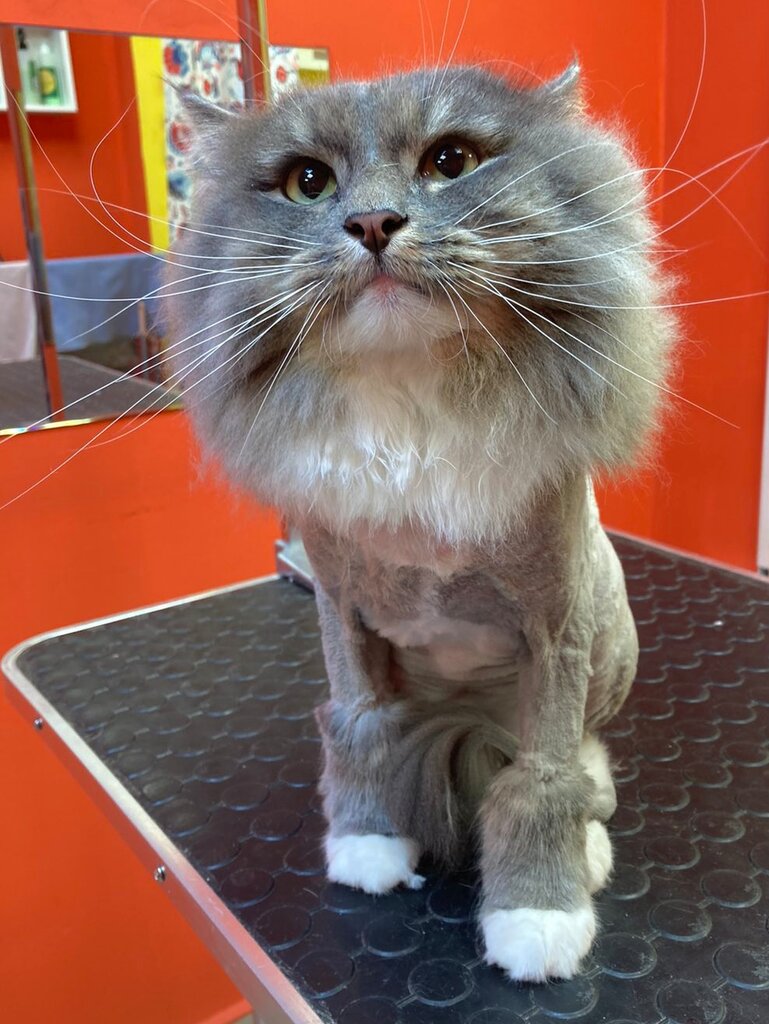 Evcil hayvan kuaförleri Лапа, Perm, foto