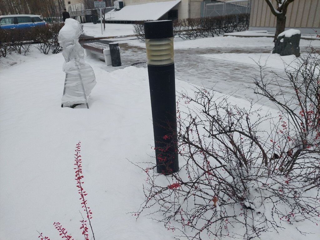 Doğa Дерево Гинкго, Moskova, foto