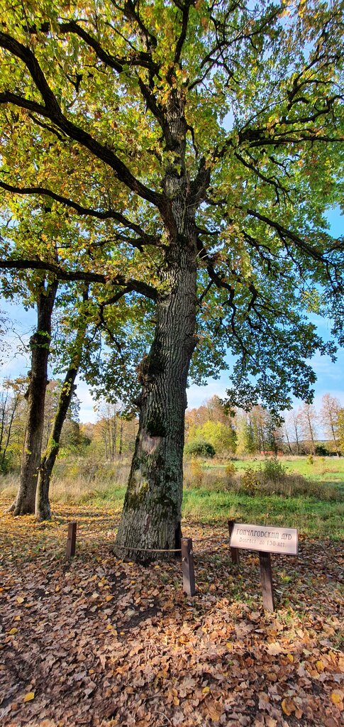 Doğa Гончаровский дуб, Kalujskaya oblastı, foto