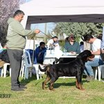 İzmir Pozitif Köpek Eğitim ve Pansiyon (İzmir, Menderes, Dereköy Mah.), tarım firmaları  İzmir'den