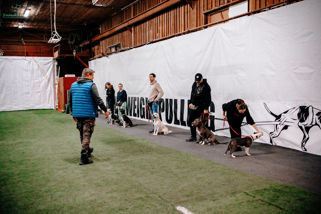 Köpek hizmeti УмныйХвост, Moskova, foto