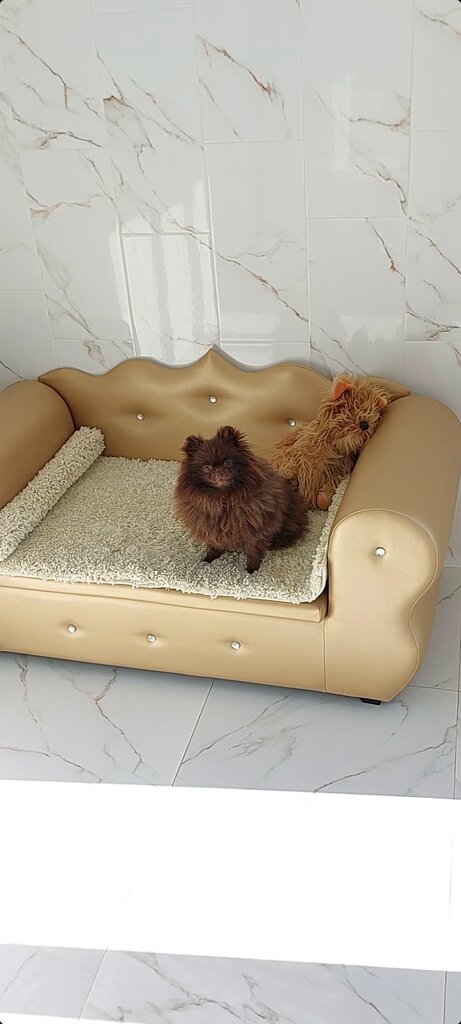 Pet otel Vavilon, Moskova ve Moskovskaya oblastı, foto