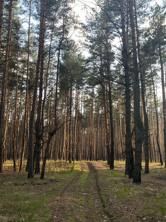 Orman Фигурная роща, Voronej, foto