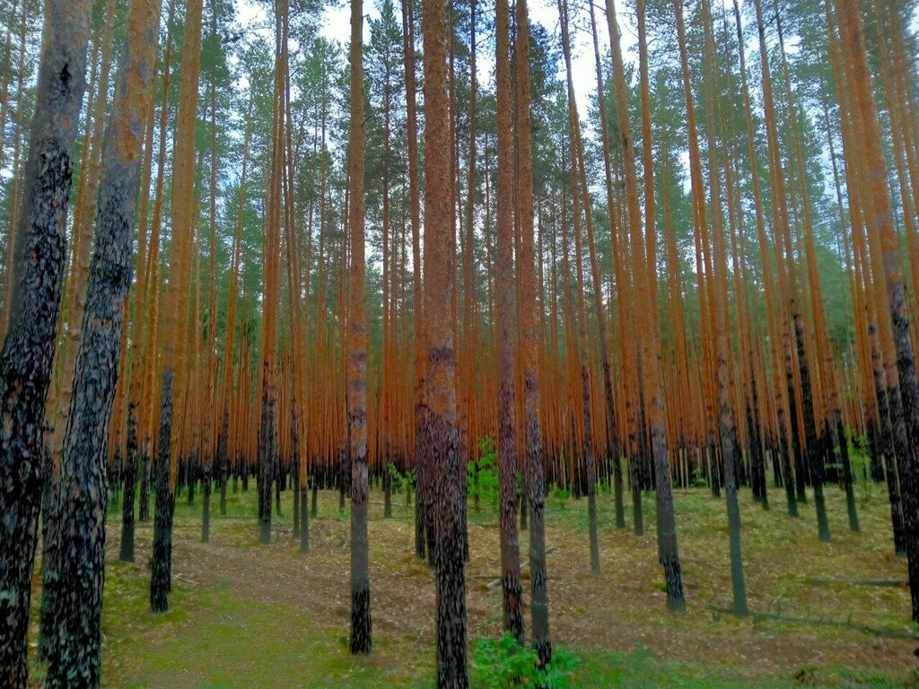 Dağ zirvesi Пегасова гора, Nijegorodskaya oblastı, foto