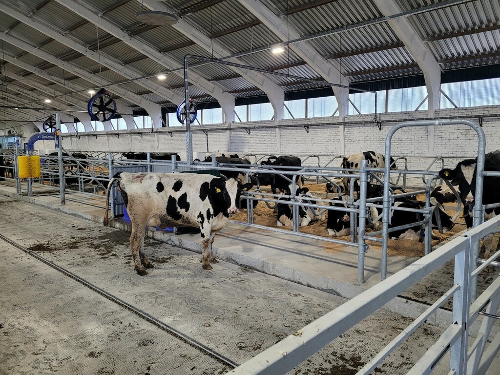 Hayvancılık Родильное отделение, Novosibirskaya oblastı, foto