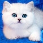 Gregori al Gato (Keramichesky Drive No:71к1, Moscow), evcil hayvan yetiştiricileri  Moskova'dan