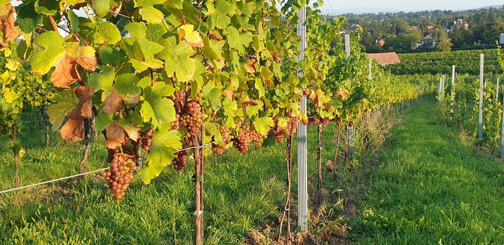 Şarap ve içki toptan satışları Weinbau und Heuriger Wiltschko, Viyana, foto