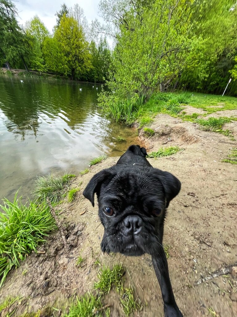 Evcil hayvan yetiştiricileri Pitomnik Russky uzor, Moskova, foto