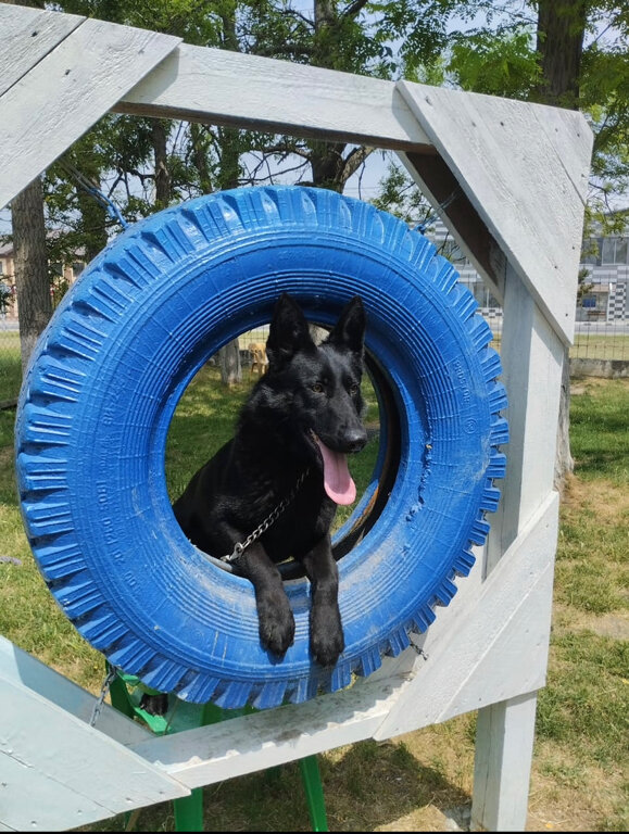 Pet otel Antallis, Krasnodarski krayı, foto
