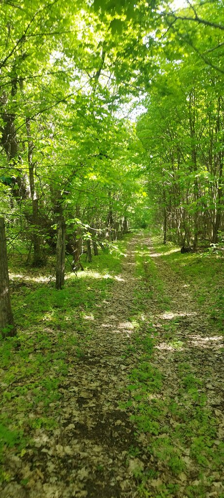 Orman işleri Vyazovsky uchebno-opytny leskhoz, Saratovskaya oblastı, foto