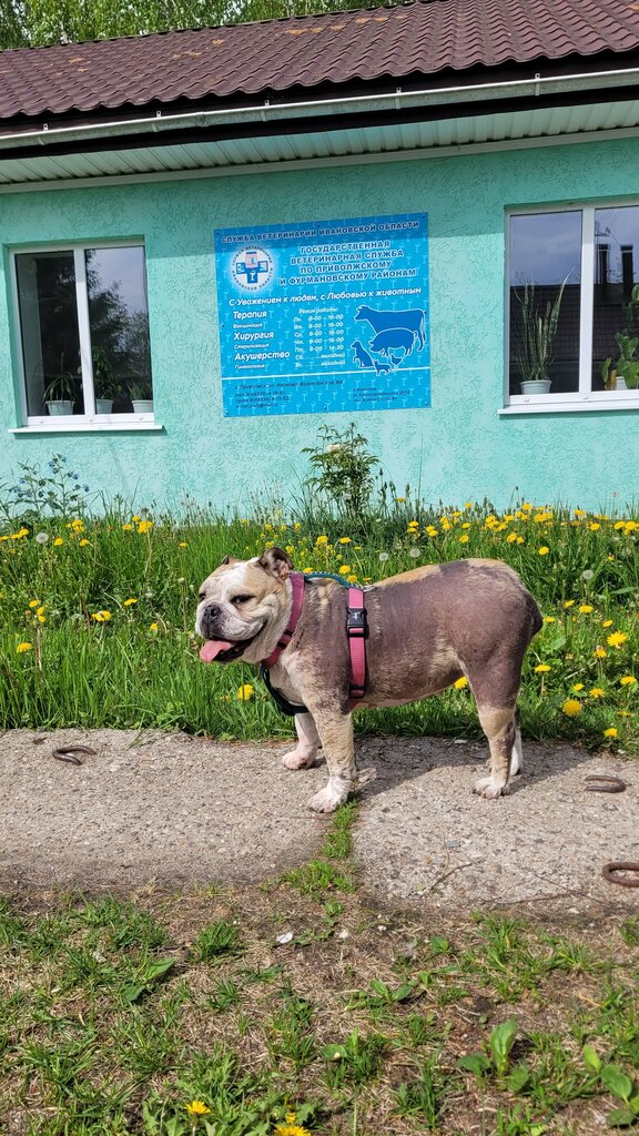 Veteriner klinikleri Ветеринарная служба, Privoljsk, foto