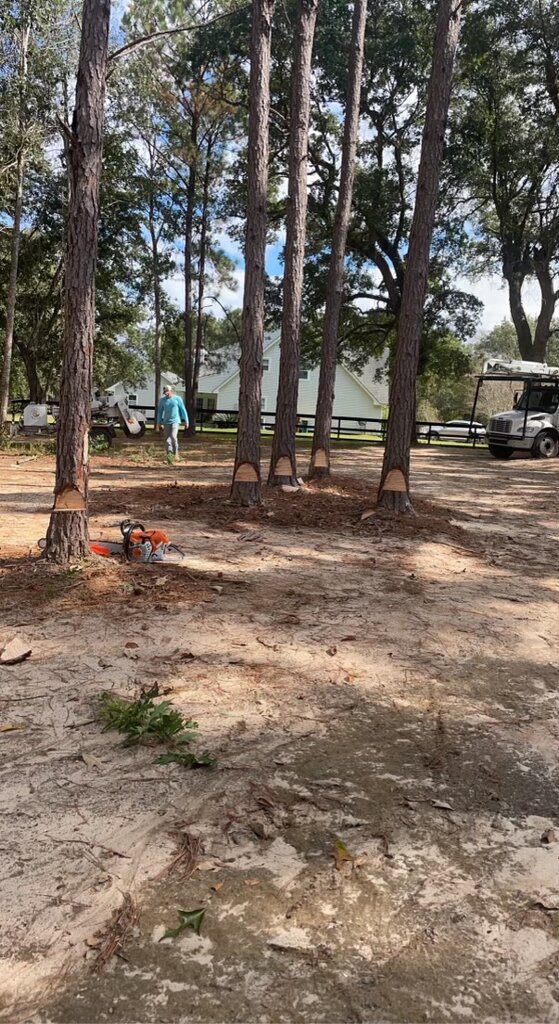 Bahçe ekipmanları ve teknolojileri Taylor Tree Co, Missisippi Eyaleti, foto