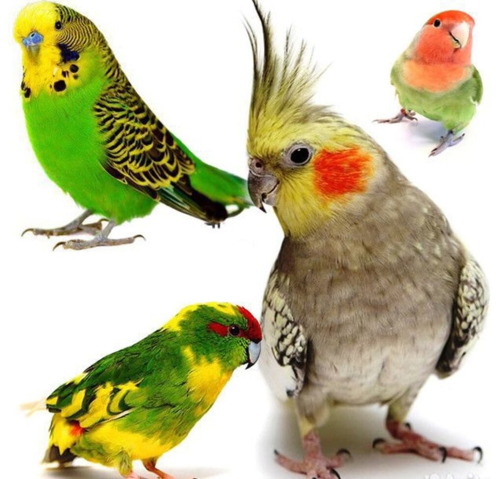 Petshop Zoomix, Pskov, foto