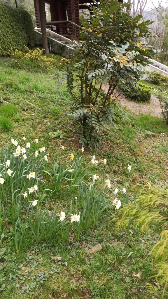 Parklar ve ormanlar Сосновая роща, Soçi, foto