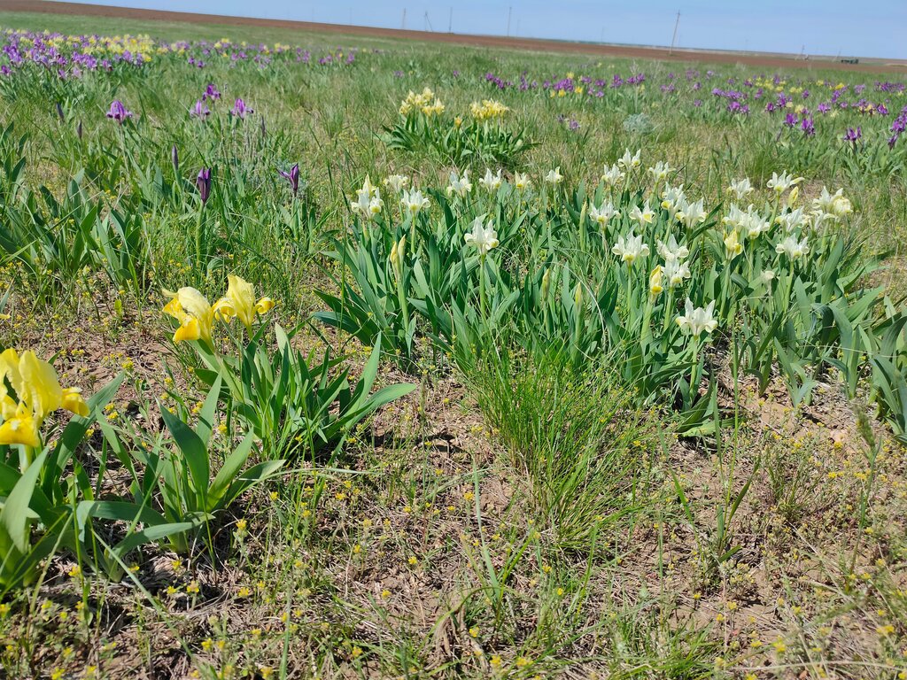 Doğa koruma alanı памятник природы Куриловская тюльпанная степь, Saratovskaya oblastı, foto