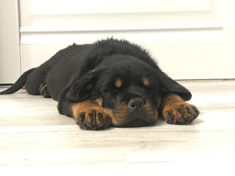 Evcil hayvan yetiştiricileri Ротвейлеры и чихуахуа питомника Рус РПХ Некар, Podolsk, foto