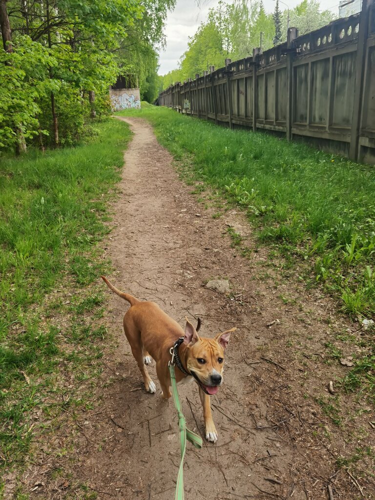 Evcil hayvan yetiştiricileri Dalla famiglia allegra, Moskova, foto