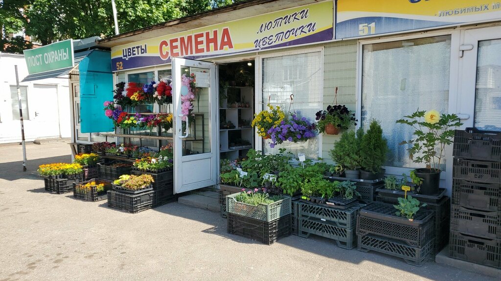 Tohum satan yerler Лютики цветочки, Smolensk, foto