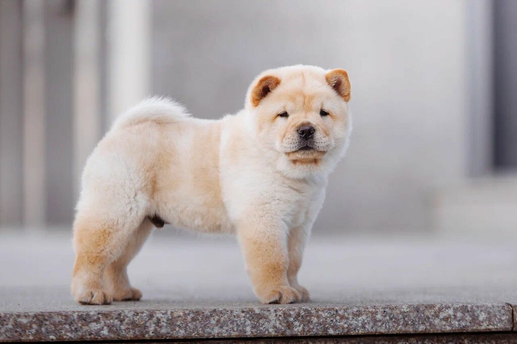 Evcil hayvan yetiştiricileri Питомник чау-чау Facsimile, Samarskaya oblastı, foto