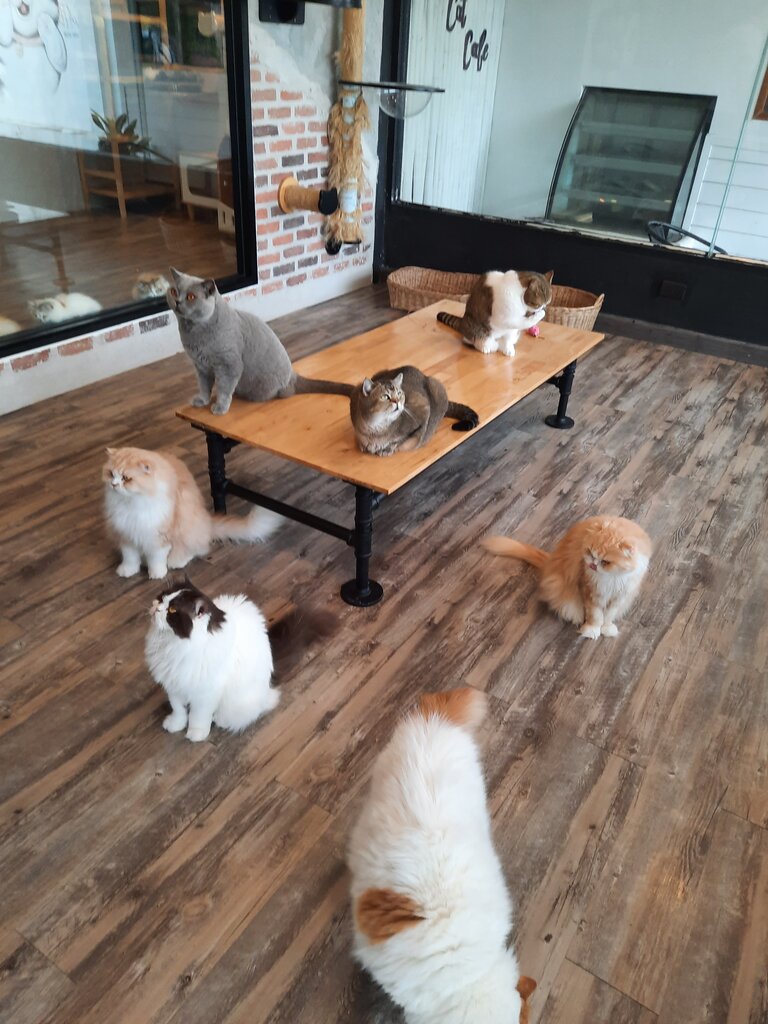 Kafe Doo, Phuket Eyaleti, foto