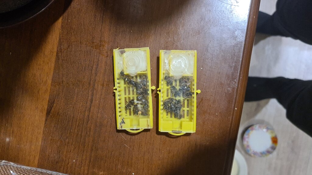 Bal ve arıcılık firmaları Pchelosklad, Orenburgskaya oblastı, foto