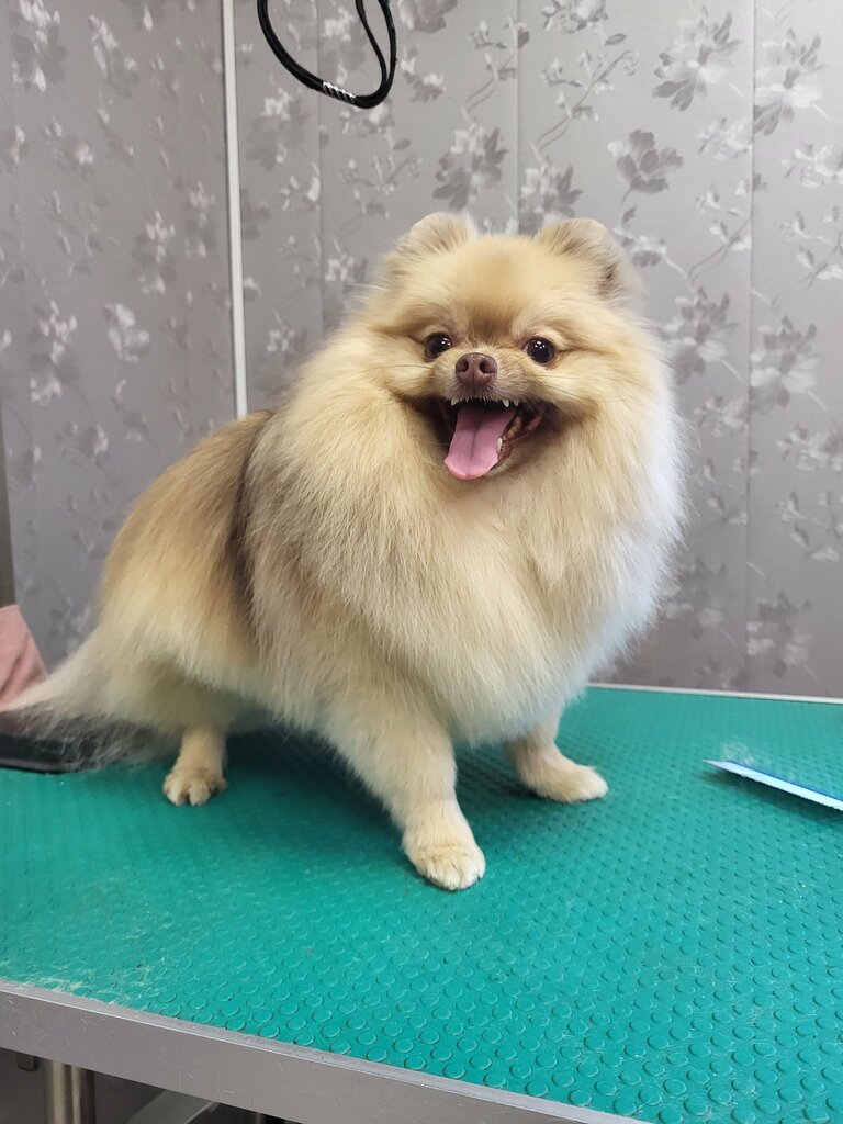 Evcil hayvan kuaförleri Ёлки-на-Горке груминг, Polyarnie Zori, foto