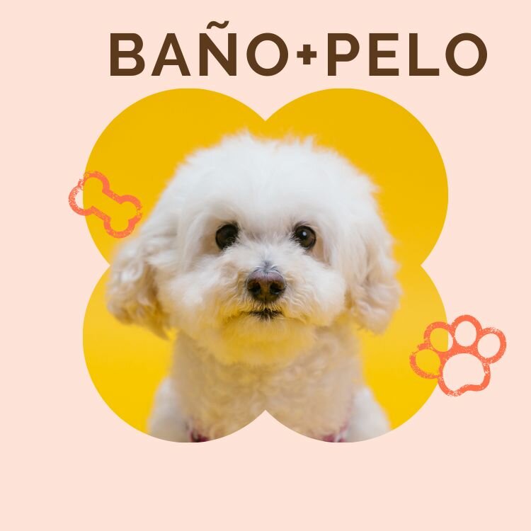 Evcil hayvan kuaförleri Solcitos Chic Salón de Belleza Canino, , foto