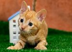 Grateful cat (30 Let Oktyabrya Street No:8), evcil hayvan yetiştiricileri  Lipetsk'ten