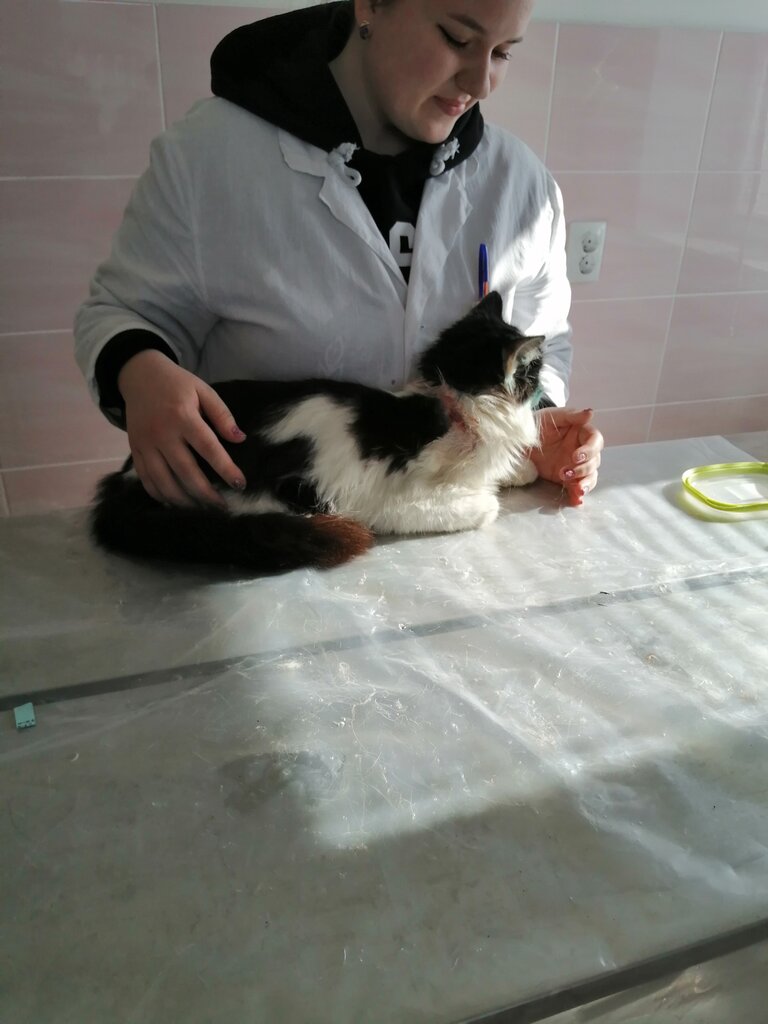 Veteriner klinikleri Колышлейская Районная Станция по Борьбе с Болезнями Животных, Penzenskaya oblastı, foto