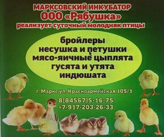 Tarım firmaları Инкубатор Рябушка, Marx, foto