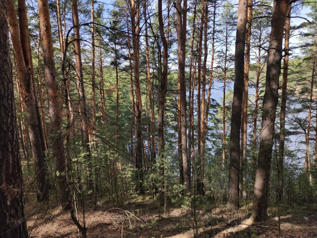 Seyir terası Смотровая площадка, Sverdlovskaya oblastı, foto