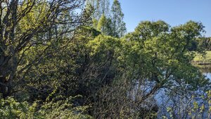 Затопленный фундамент доменной печи Мальцовского чугунолитейного завода (Kaluga Region, Duminichskiy rayon, selskoye poseleniye Vysokoye), turistik yerler  Kalujskaya oblastından