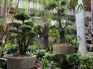 Clear Cafe Ubud (Bali, Gianyar), kafe  Bali'den