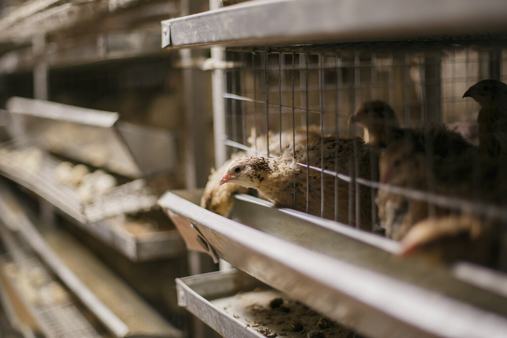 Tarım ürünleri firmaları Nikolina ferma, Samarskaya oblastı, foto