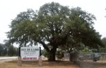 Out On A Limb Tree Care (Texas, Bexar County, City of San Antonio), bahçe ekipmanları ve teknolojileri  San Antonio'dan