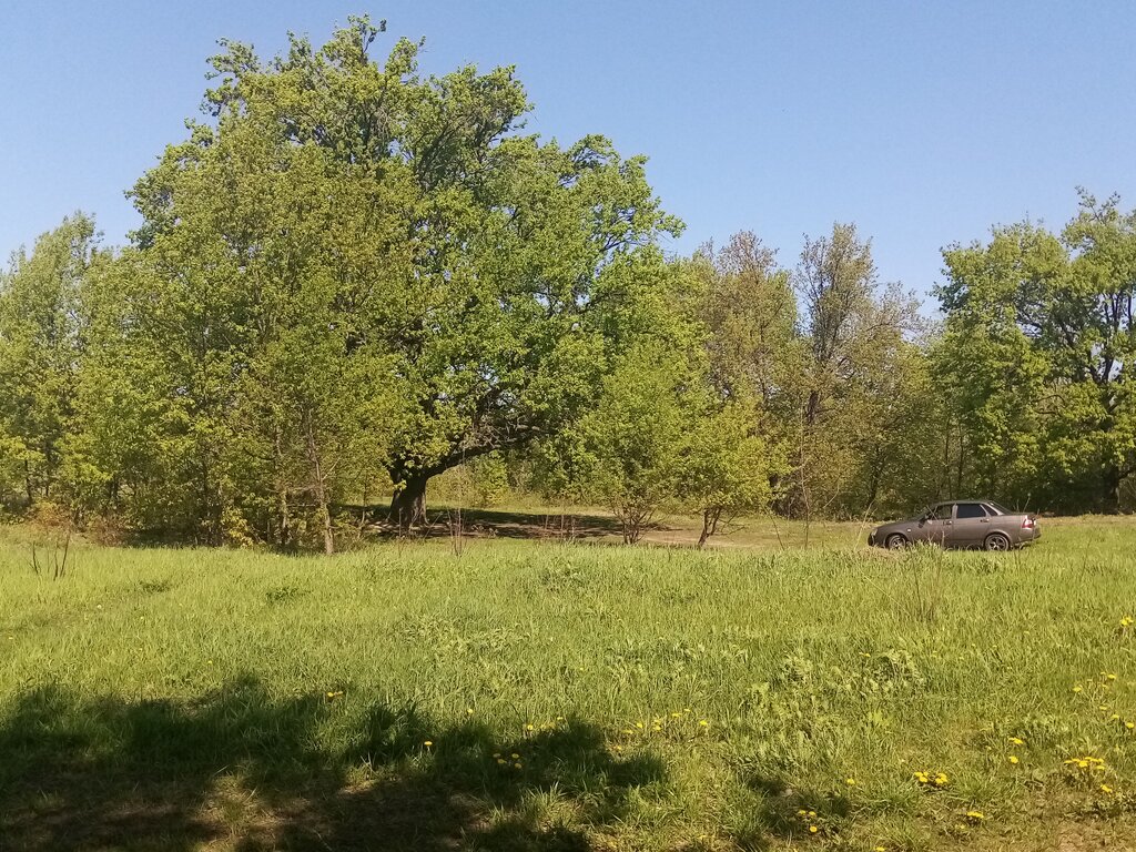 Doğa Столетний дуб, Miçurinsk, foto