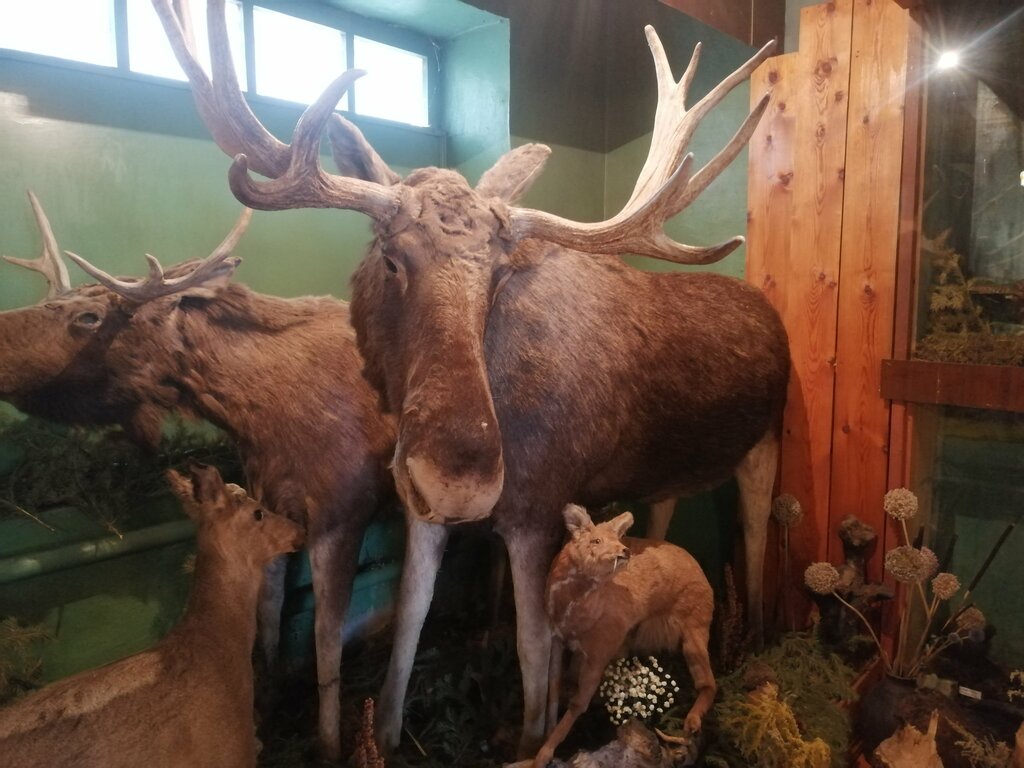 Müzeler ve sanat galerileri Колыванский музей леса, Altayski krayı, foto