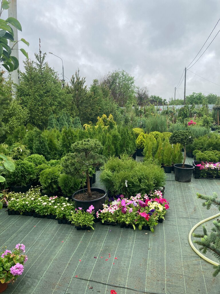 Sera ve bahçe ürünleri АртСад, Moskova ve Moskovskaya oblastı, foto