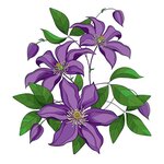 Clematis of the South (Lenina Street No:205), fidan yetiştiriciliği  Kurganinsk'ten