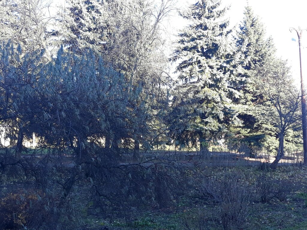 Bahçe Young Naturalists Garden, Riazan, foto