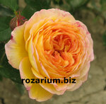 Polina Kozlova's rose nursery (Autonomous Republic of Crimea, 35N-806), fidan yetiştiriciliği  Kırım Cumhuriyeti'nden
