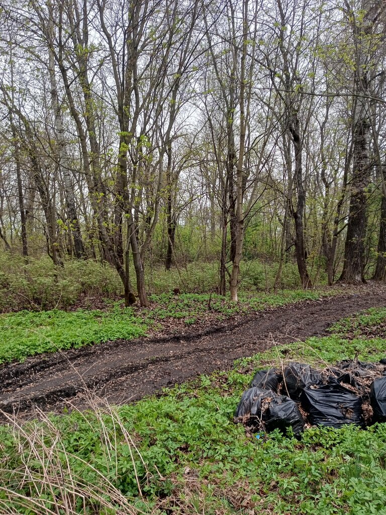 Orman Барский сад, Penzenskaya oblastı, foto