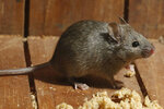 A. M Pest Control (Al Nabah Building, Al Nabbaa, Al Sharq, Sharjah), haşere ilaçlama firmaları  Sharjah'tan